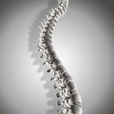 Scientists Successfully Grow Human Notochord – What This Means for the ...